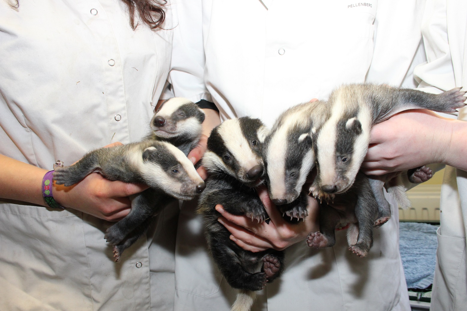 Videoreportage: zes jonge dassen (bijna) vrij! | Wild Things