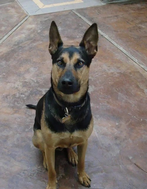 Scary Smart - Wild Dingo