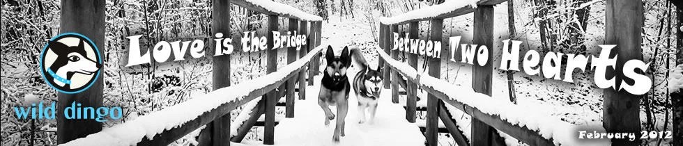 Love is the Bridge Between Two Hearts - Wild Dingo
