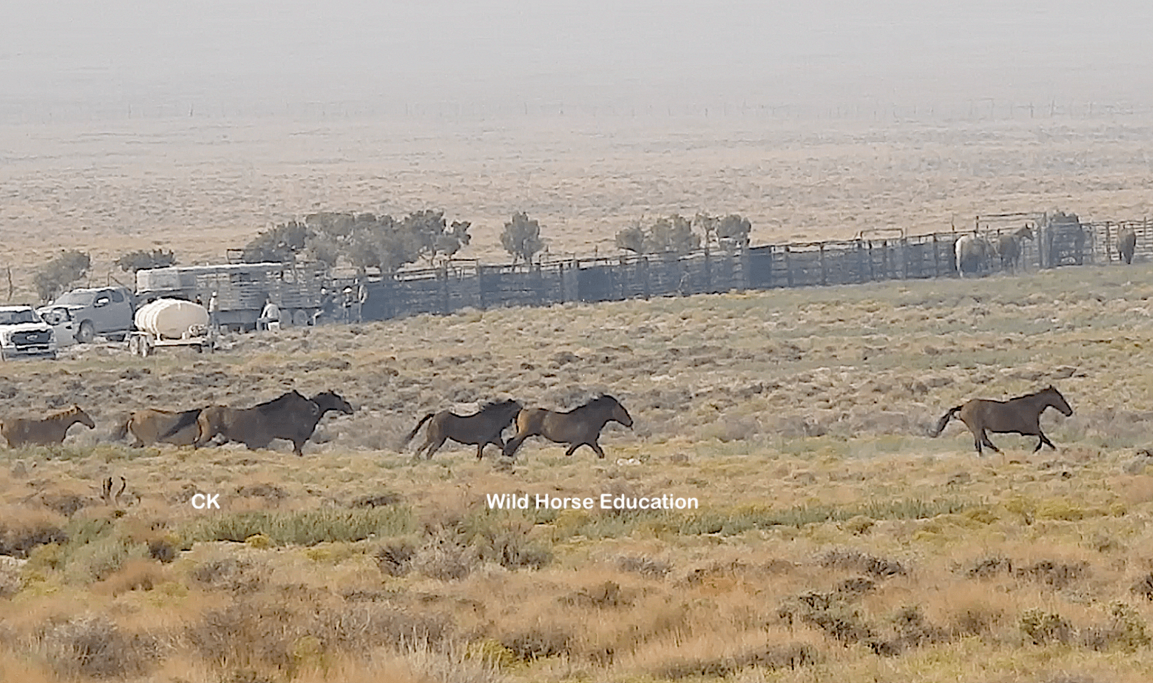 Antelope Complex Roundup (Week 4) – Wild Horse Education