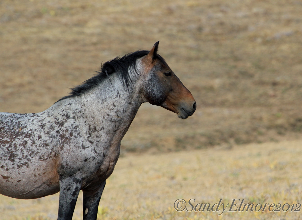 What Color Will The Foals Be? 2014 – Wild in the Pryors