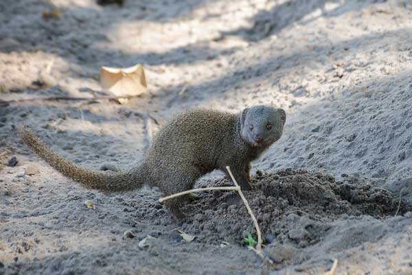 20 Animals That Live Underground (With Pictures) - Wildlife Informer (2025)
