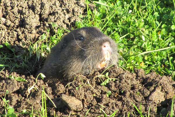 20 Animals That Live Underground (With Pictures) - Wildlife Informer (2025)