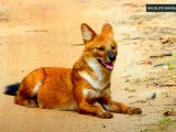 Dhole Asiatic Wild Dog The Complete Guide To The Endangered Predator
