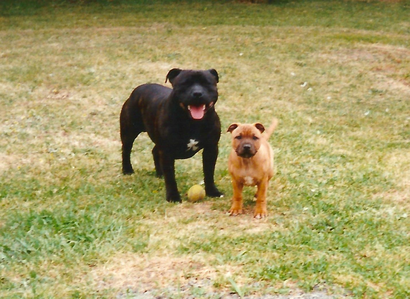 Ruby & William – WIllaby