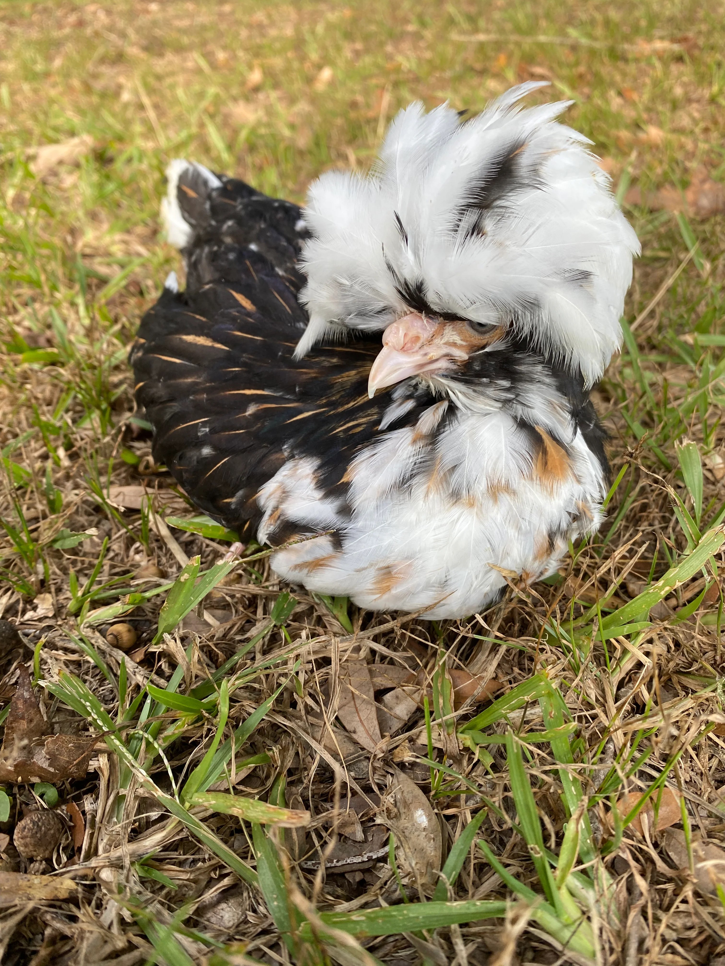 Pullets Cockerels Windmill Hill Hatchery