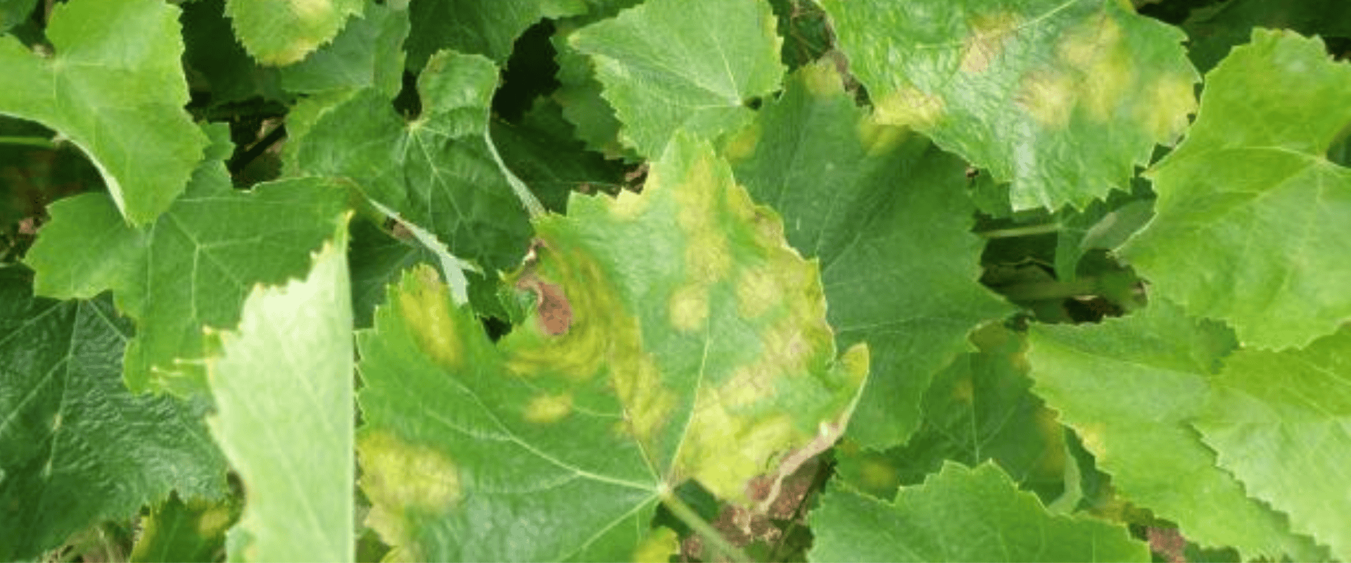 Vitis vinifera: conheça a espécie de uva que dá origem aos melhores ...