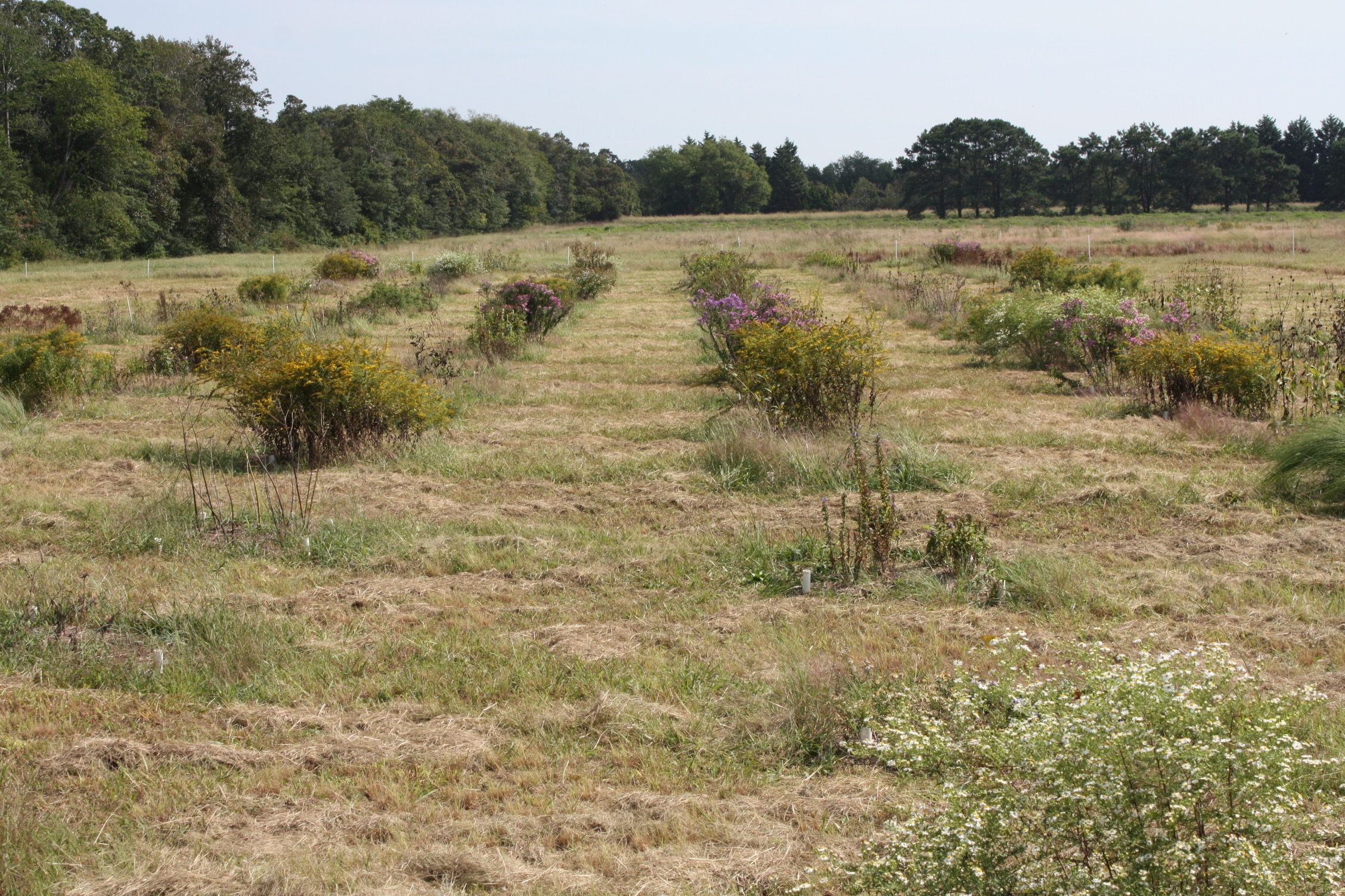 Experimental Plant-Pollinator Networks - Winfree Lab