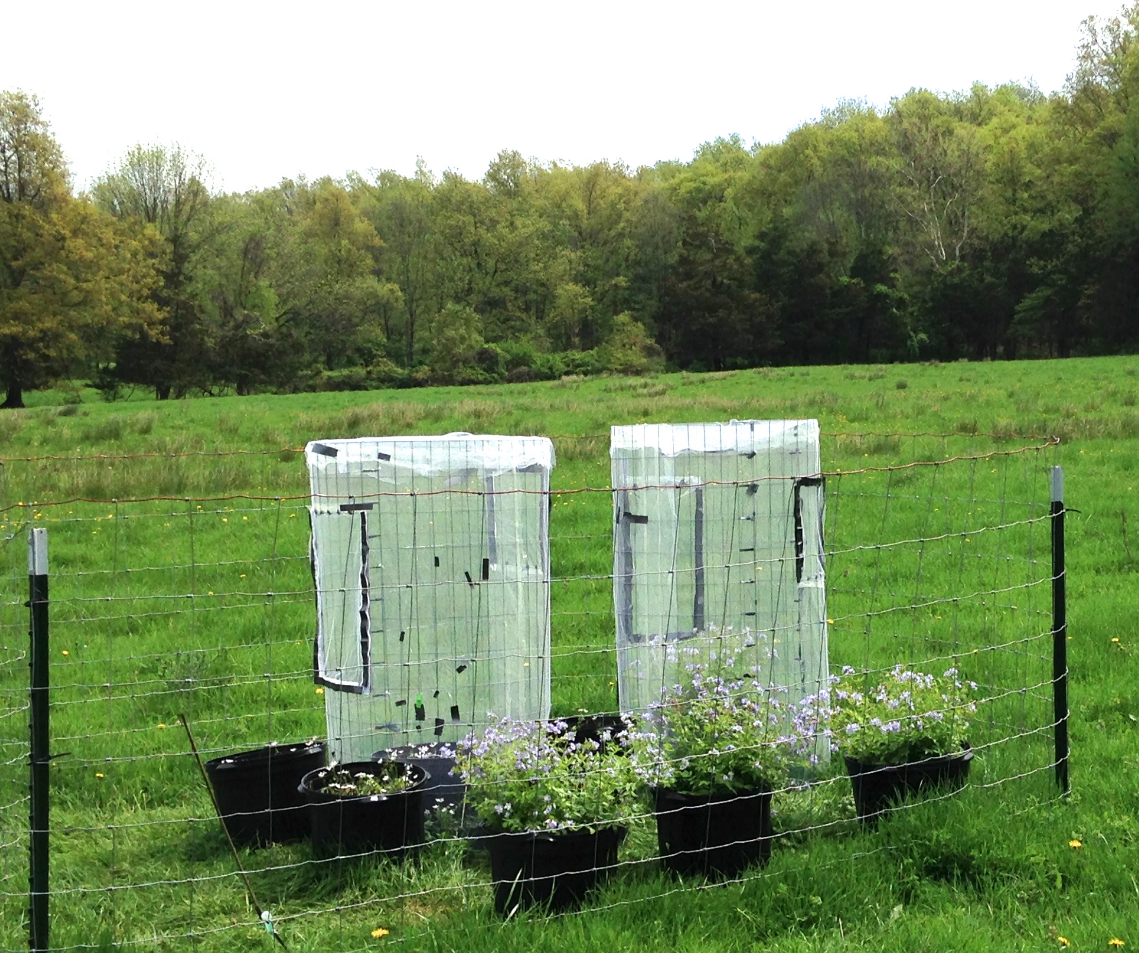 Biodiversity-Ecosystem Function Field Experiment | Winfree Lab