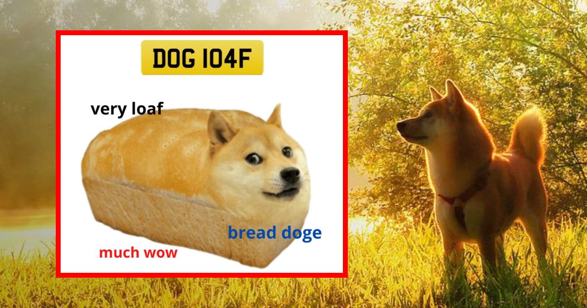 Top 10 Funny Personalized Dog Number Plates