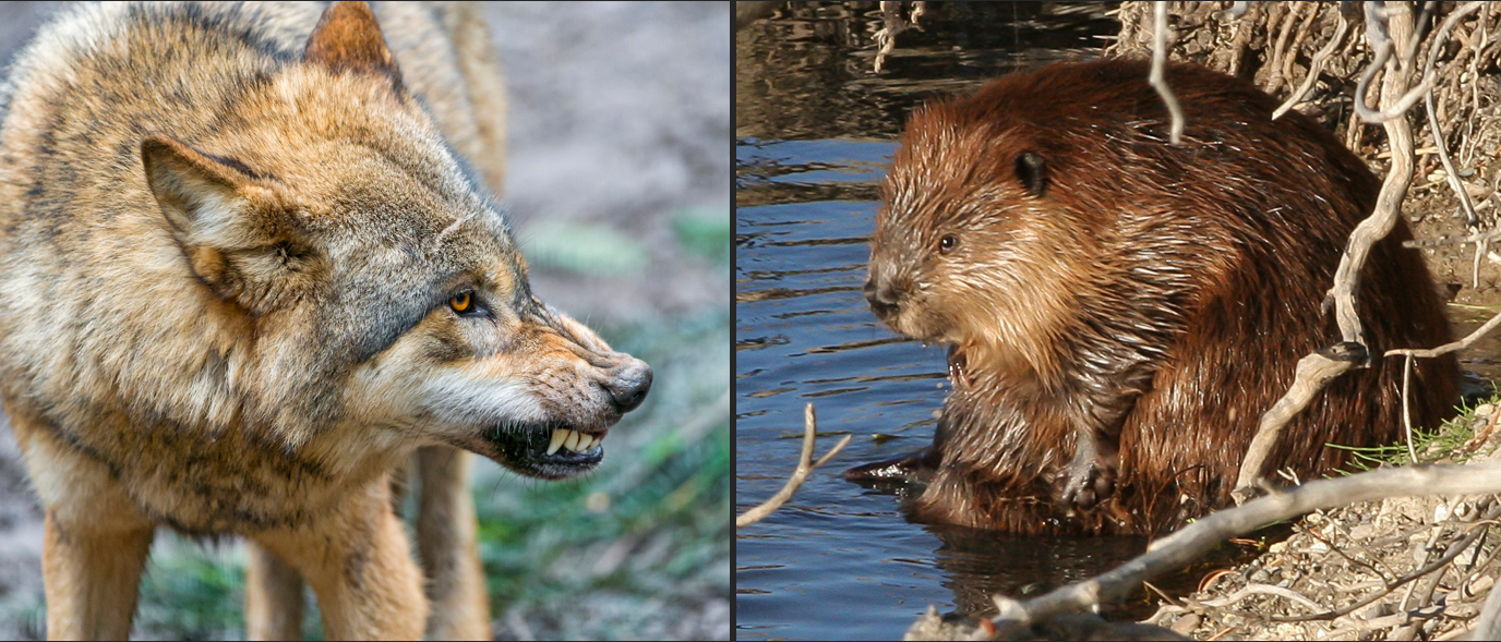 Wolves, Beavers, and Markets – World Market Update