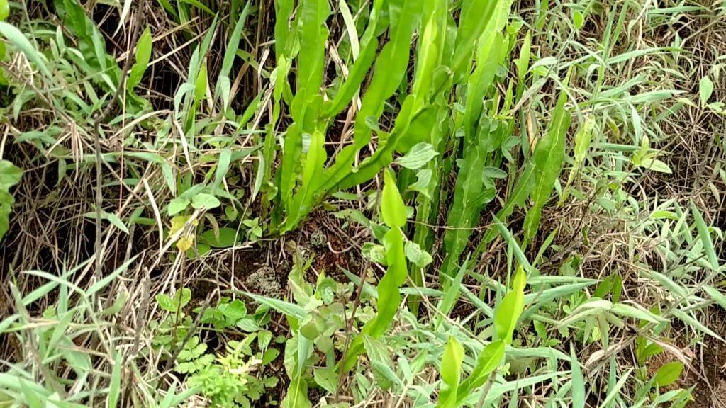 Beneficios de la carqueja, el digestivo por excelencia - Dryuyo