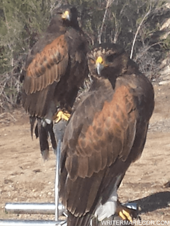 Falconry: Its History and Legacy – WriterMariecor.com