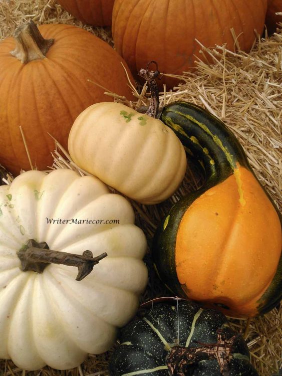 Pumpkin Facts to Know – WriterMariecor.com