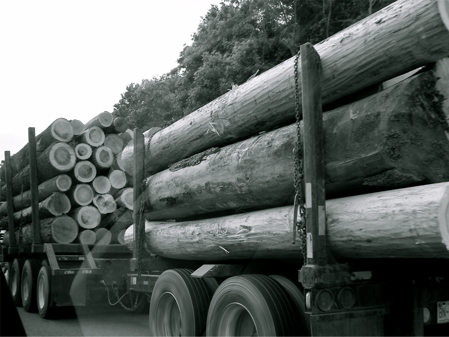 How Environmental Groups Gone Bad Greenwash Logging Earth’s Last ...