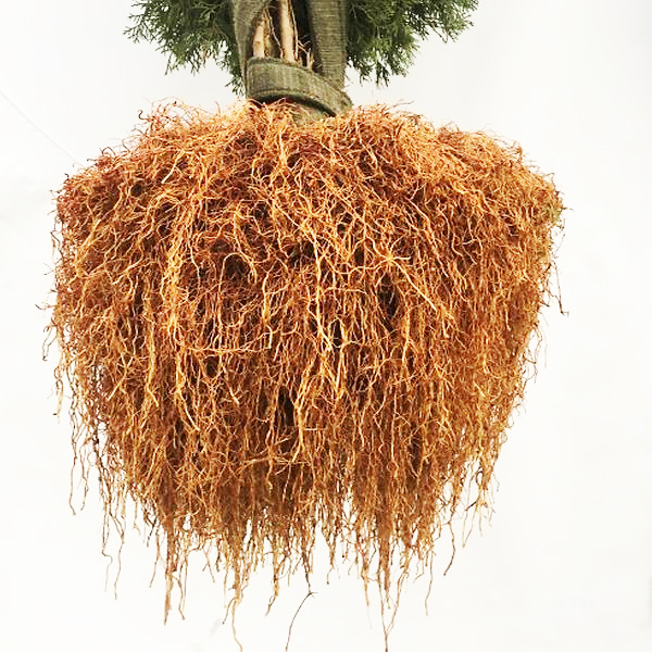 Air Pruned Root System | 7th Generation Design