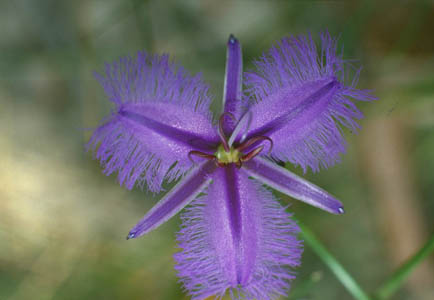 Essence of the day – Fringed Violet – Australian Bush Flowers ...