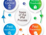 Integrated Pest Management Principles Ipm Accurate Termite Pest