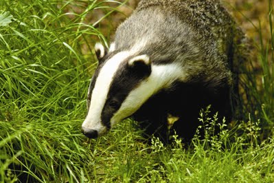 Protected Species: How and Why are They Protected? - Acer Ecology