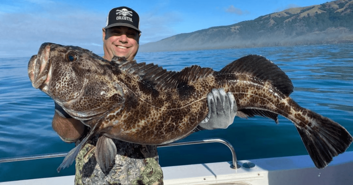 MONSTER 30-Pound Ling Cod Caught Off the Humboldt Coast - Active NorCal