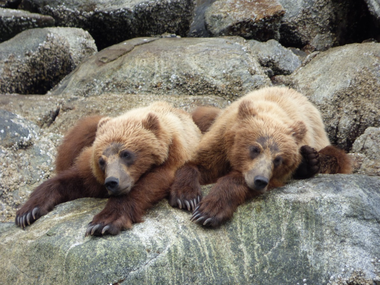 Alaska | Adventure Geezer