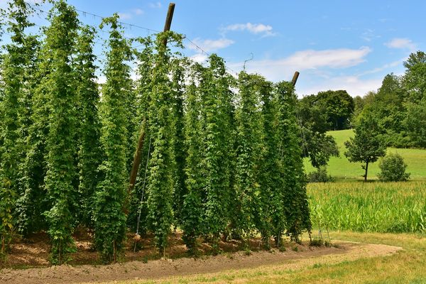 Hops Farming; Growing Hops from Runners | Agri Farming