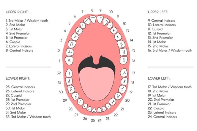Adult Teeth Anatomy