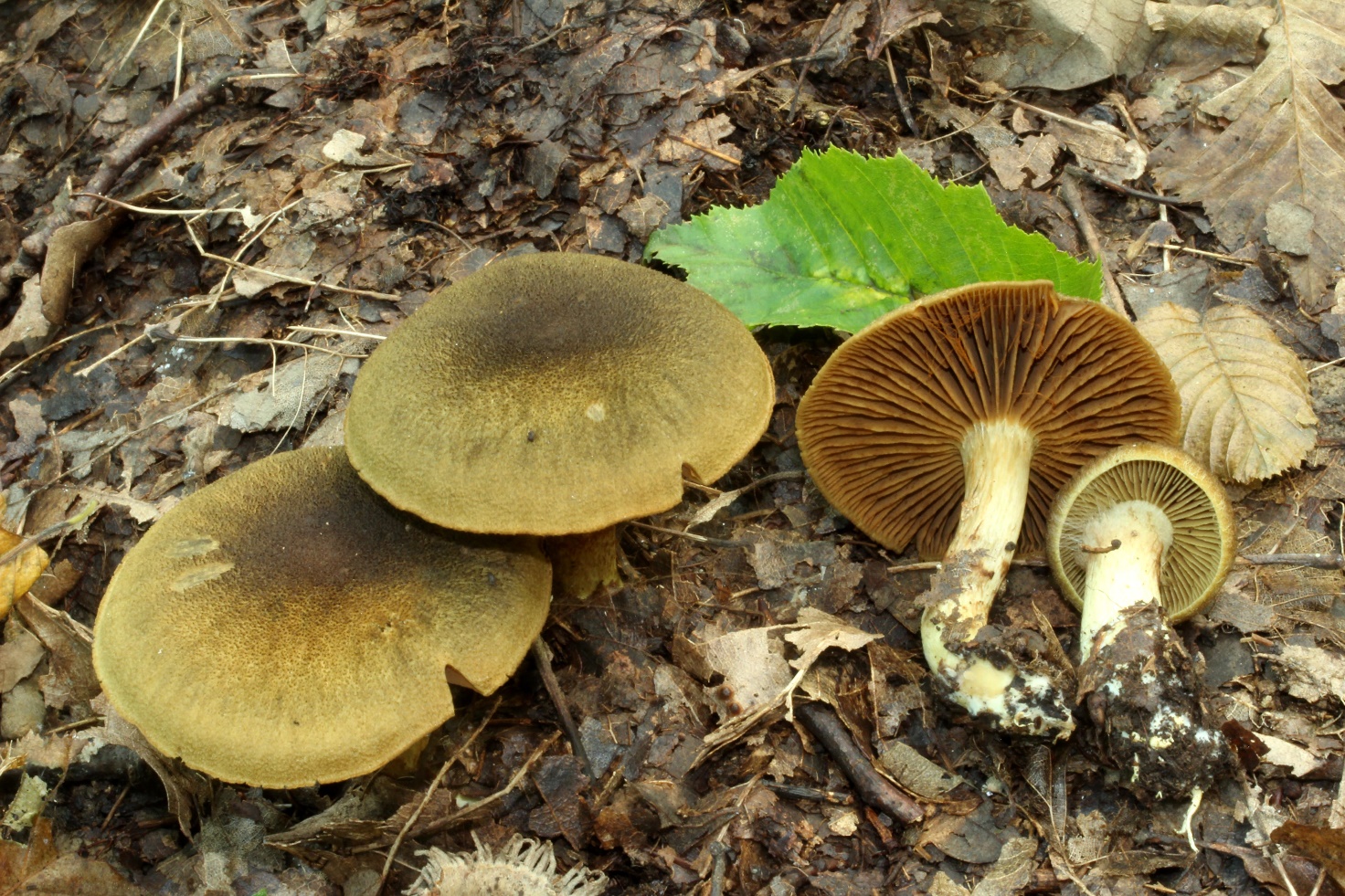 Cortinarius melanotus - A.M.B. PESARO