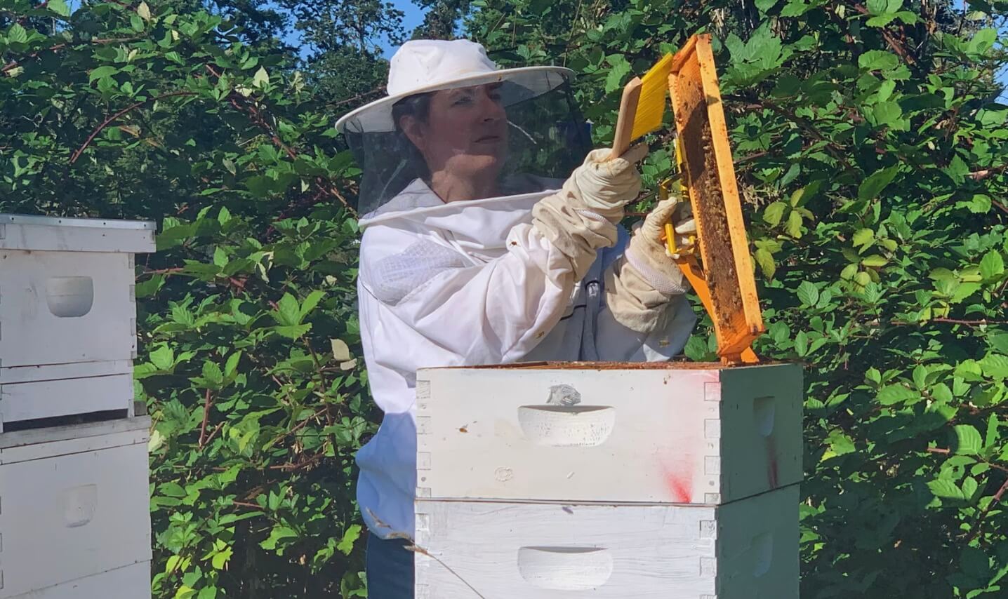 13 Best Beekeeping Apps for Android in 2025 - Android Ally