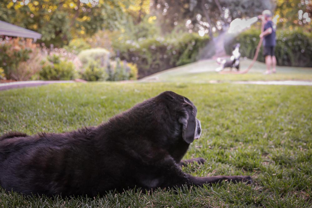 Meet Angie Rose 🐾The Bay Area's People & Pets Photographer