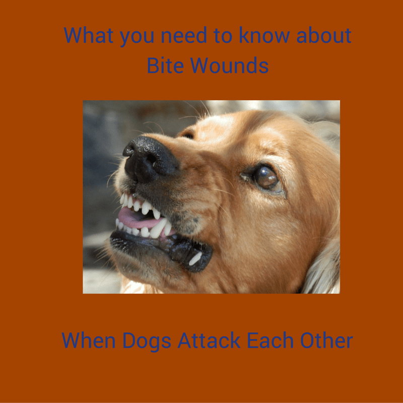 What You Need To Know About Bite Wounds When Dogs Attack Each Other The Animal Doctor Blog what-you-need-to-know-about-bite-wounds-when-dogs-attack-each-other-the-animal-doctor-blog