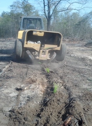 Pine Planting Methods: Tree Planting Machine Vs Hand Planting