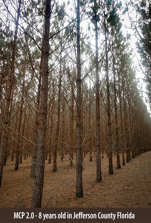 TreeLines February 2021 - 1st Edition, Introducing MCP 2.0