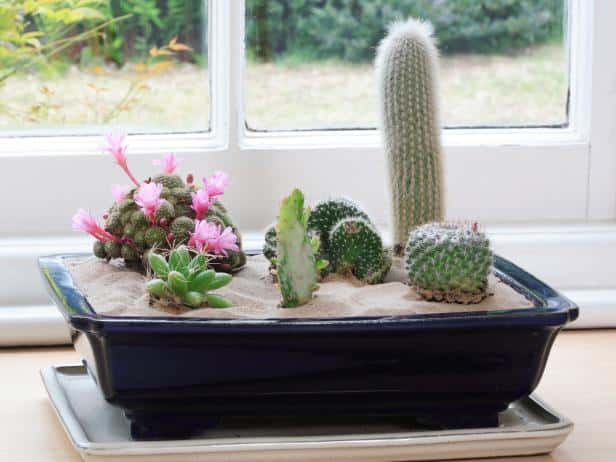 COOL DIY CACTUS POTS