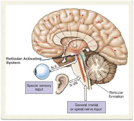 Reticular-Activating-System | Arthur Kendall