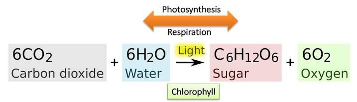 Learning About Photosynthesis Biology Revision Ask Will Online learning-about-photosynthesis-biology-revision-ask-will-online