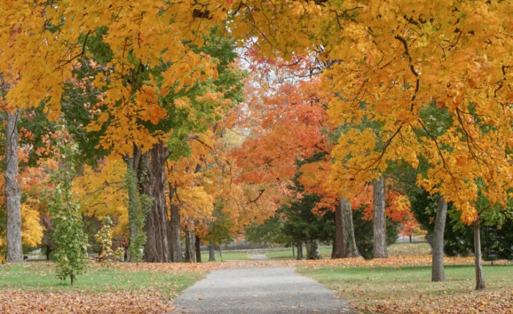 Why Do Leaves Change Colors In The Fall A Homeschooling Lesson Plus 12 Crafts Experiments Why Do Leaves Change Colors In The Fall A Homeschooling Lesson Plus 12 Crafts Experiments