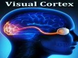 Visual Cortex Assignment Point