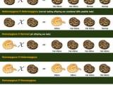 Ball Python Morphs Chart