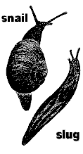 What is a slug? A snail with a housing problem!