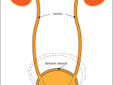 F 4 Ureters Bladder And Urethra Basicphysiology Org