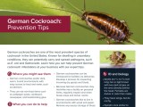 Cockroach Exterminators Cockroach Control Removal