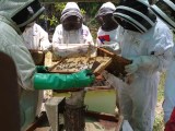 Basic Beekeeping Workshop 4th March 2021 Theory Practical