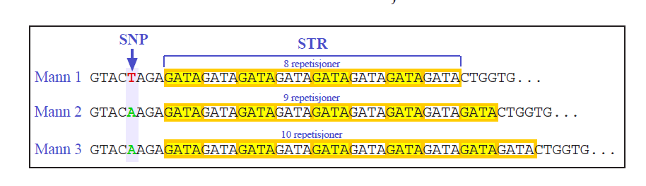 DNA-bevis i retten - BergeGenetics