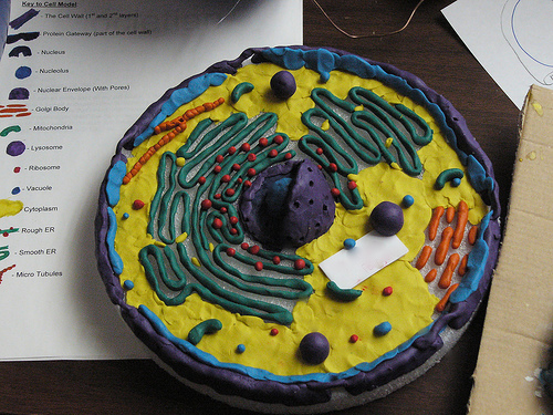 7th grade Cell Project Samples | Mrs Sosa's Class