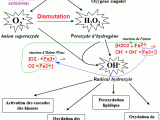 Oxygène Métabolisme Ros استقلاب الأوكسيجين