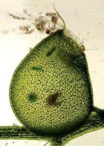 January | 2009 | Hilary Farlow 's Science News for Students