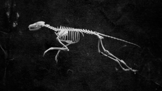 Animated running animal skeleton | Boing Boing