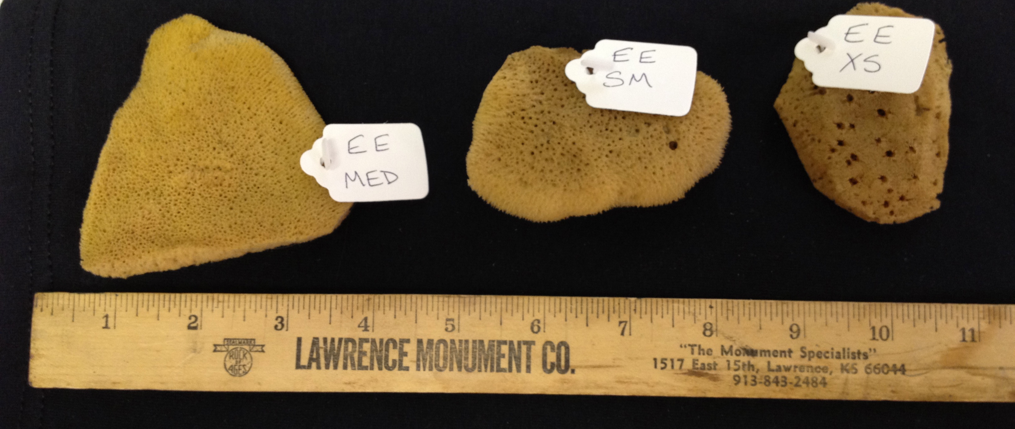 Real Elephant Ear Sponges available! | Brackers Good Earth Clays