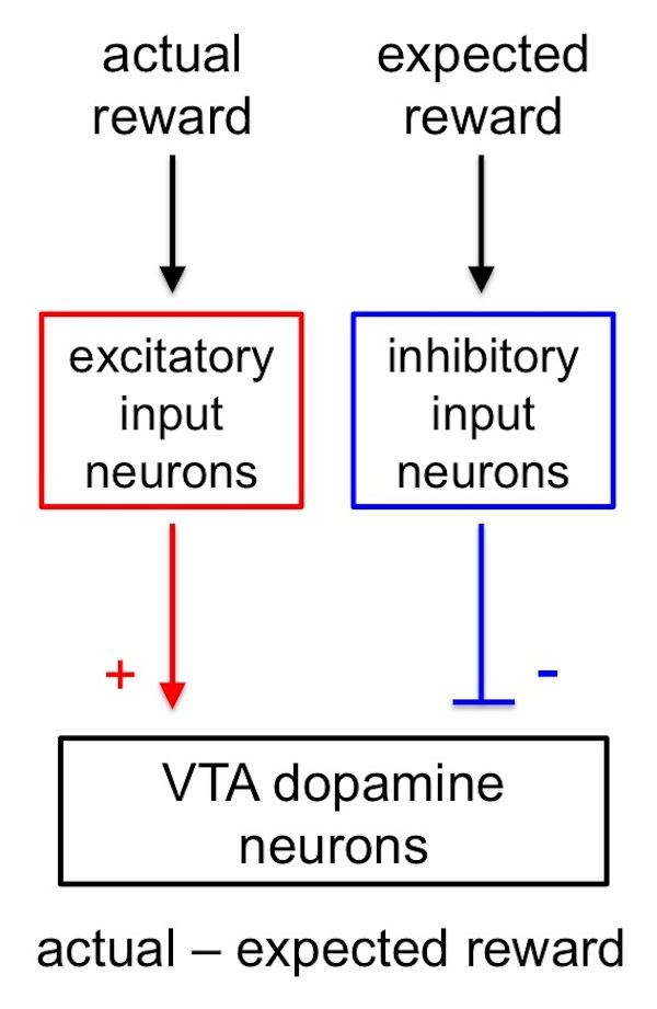 How Dopamine Helps You Predict the Future | Brains Explained